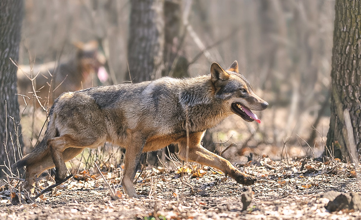 Ha farkas jár a kert alatt • Hargita Népe